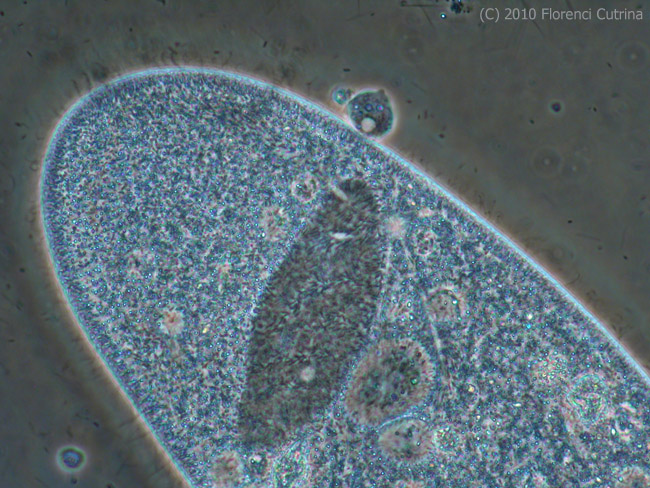 Paramecium 0002 - El mundo de Hydra