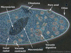 Paramecium sp. - El mundo de Hydra