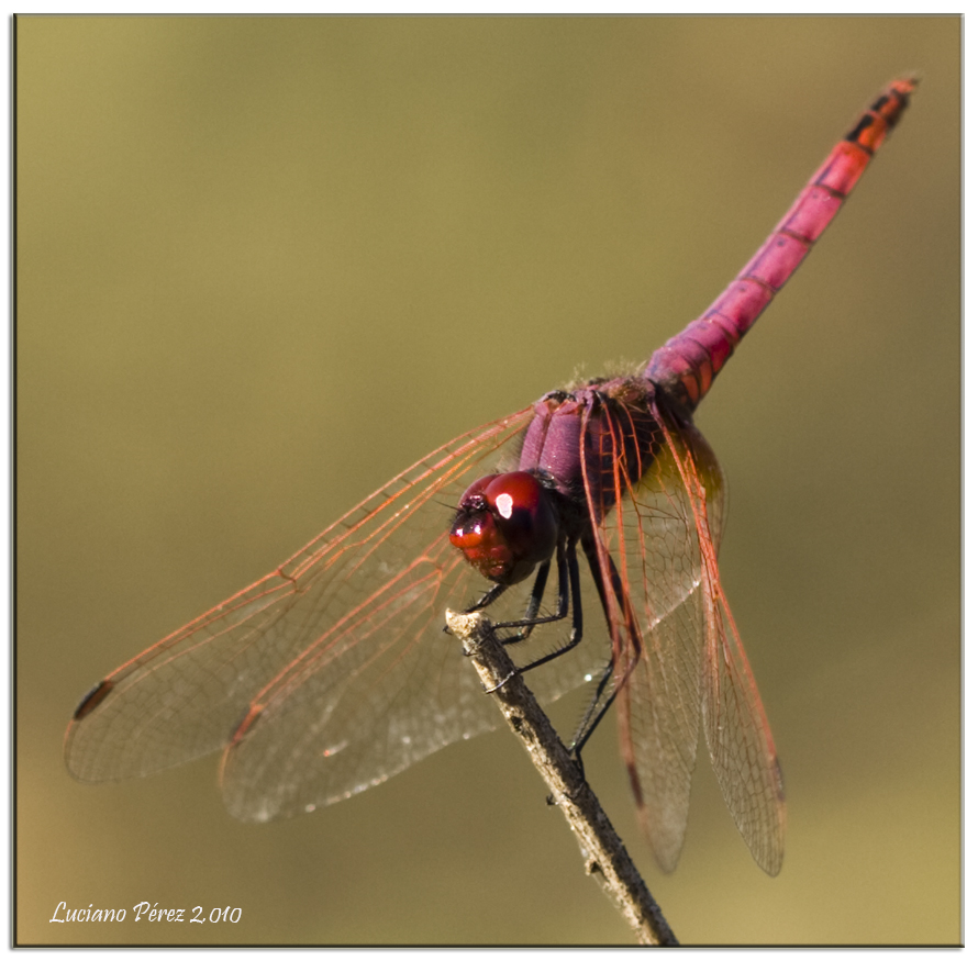Anhelos.........: Libélula roja