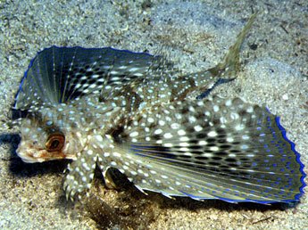 Tudo o Que Existe no Mar: O Peixe-Voador