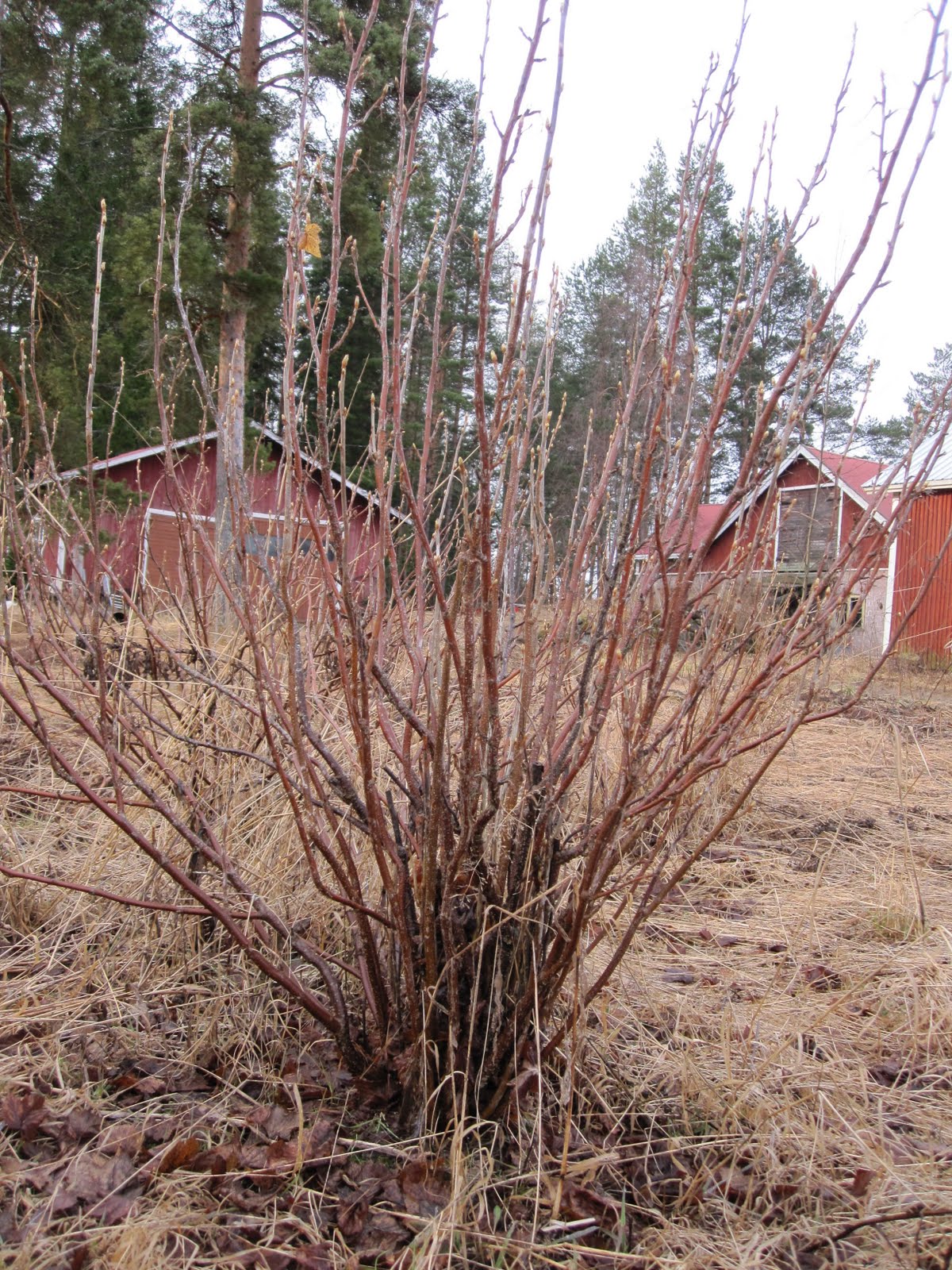 Muna, Minä ja Poikanen: Mustaviinimarja