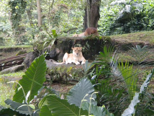 Viagem Incógnita: O Zoo e Sentosa