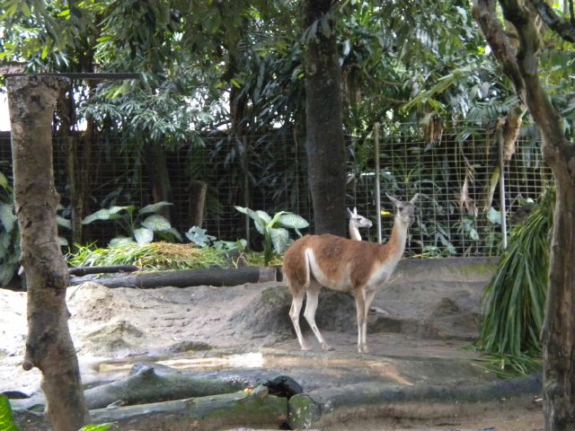 Viagem Incógnita: O Zoo e Sentosa