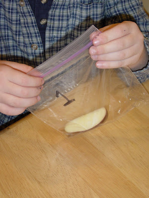 Fish Food: Science Fair Project