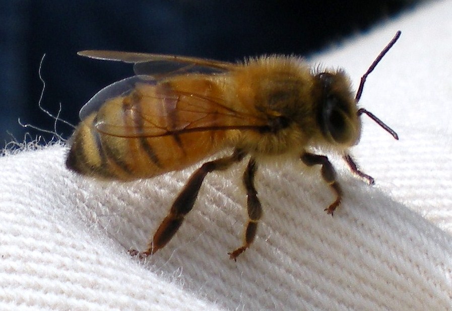 Sweet Bee Apiary: April 2010