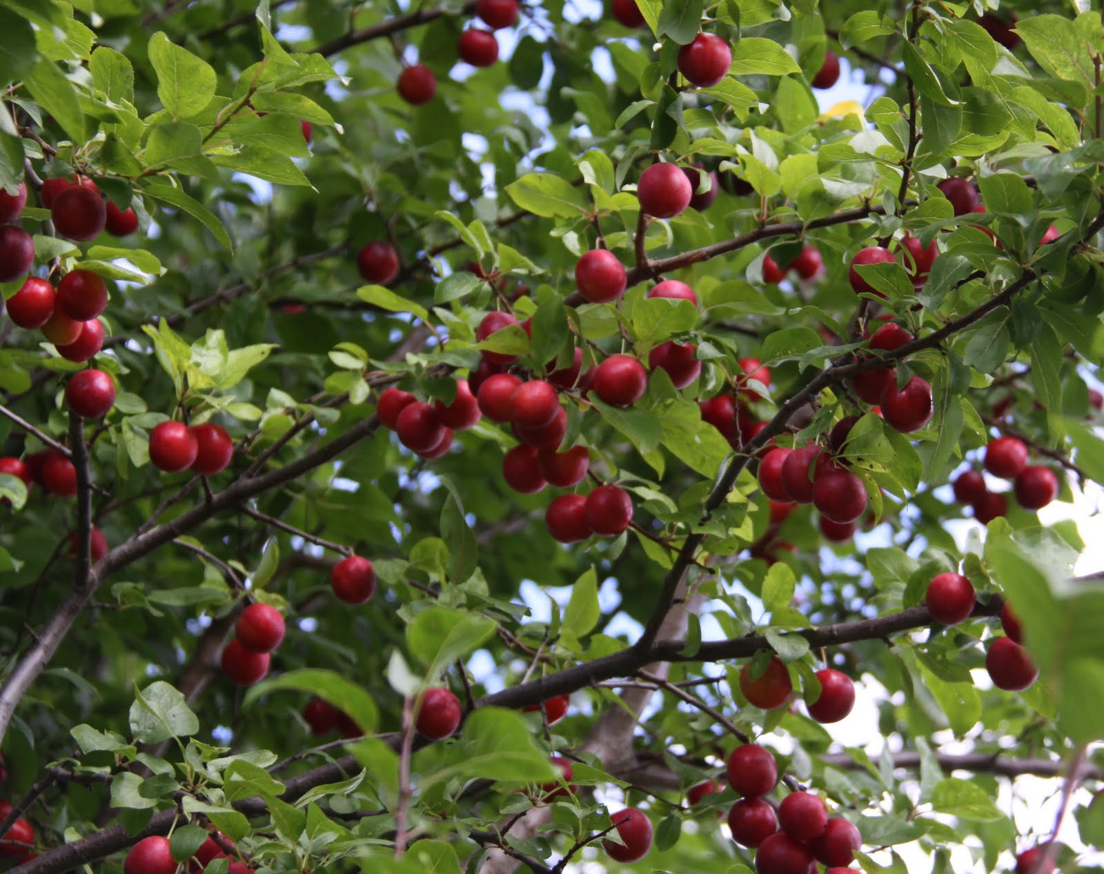 dreamteam whippets and siam: "Ich sehe was, was du nicht siehst..."