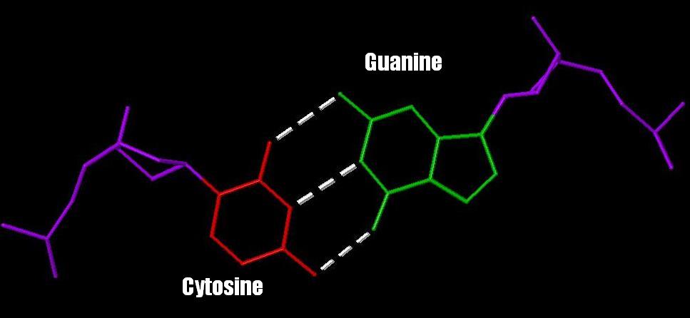 Grease Those Wheels...@: Biology (Genetic Control)
