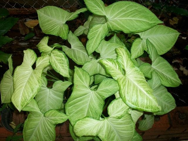 DE TODO UN POCO...: "Romeo y Julieta"