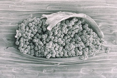 Stress tolerant plants: stem rust