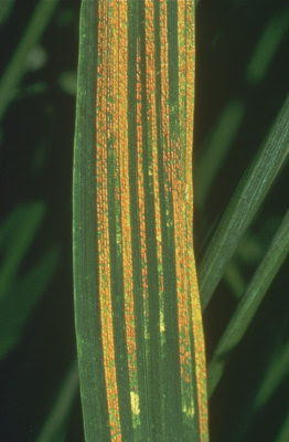 Stress tolerant plants: rust symptoms - comparision