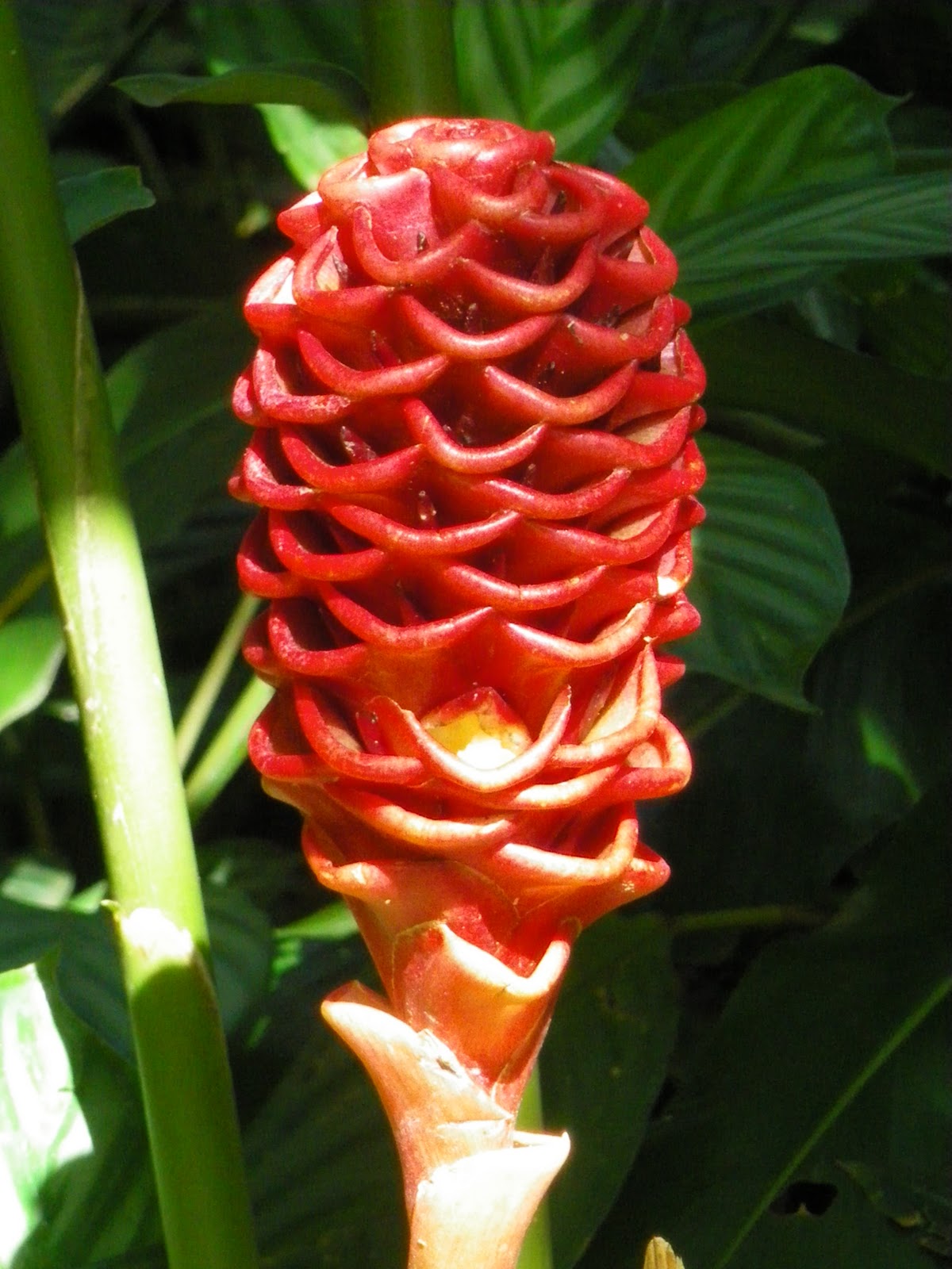 Histoire d'un rêve éveillé: Costa Rica... fabuleuse flaune et flore...