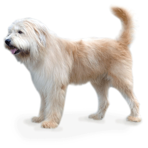 12/12/10 ~ Dog Breeds Database