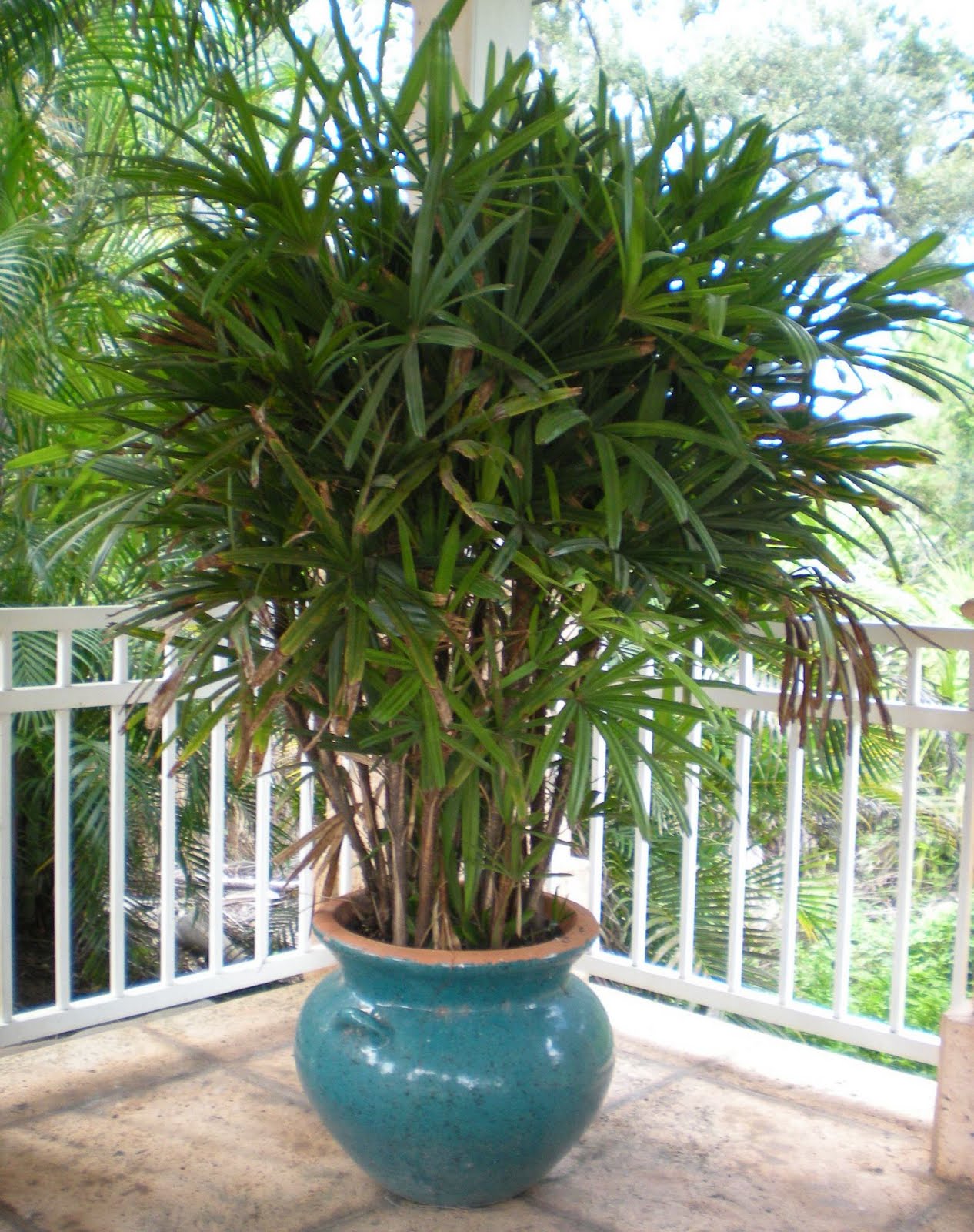 Palm Trees In Landscape