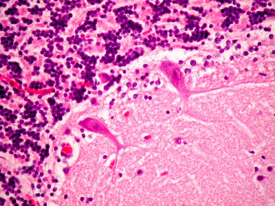 HISTOLOGIA SISTEMA NERVIOSO
