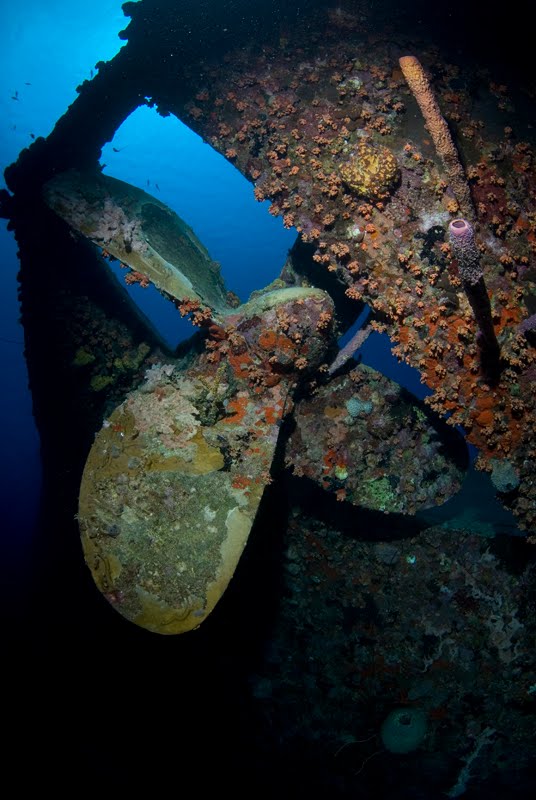 Cold Water Kitty: Hilma Hooker, Salt Pier, Bari Reef (Bonaire Day 2)
