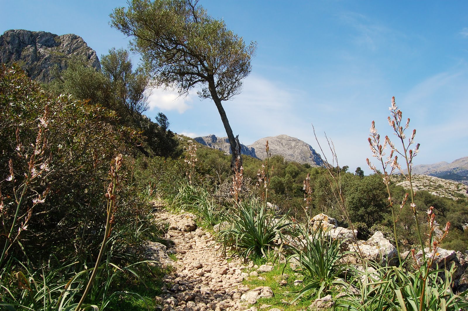 Un Fernannuñense en la Sierra de Tramuntana.: Cuculla de Fartaritx