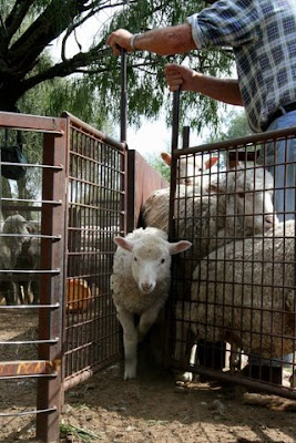 Snappy Friends: Sheep Work...........