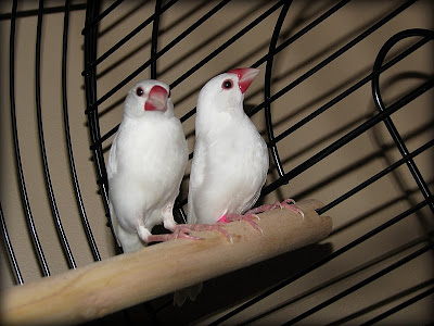 Lunar Earth Mama: White Java Finches