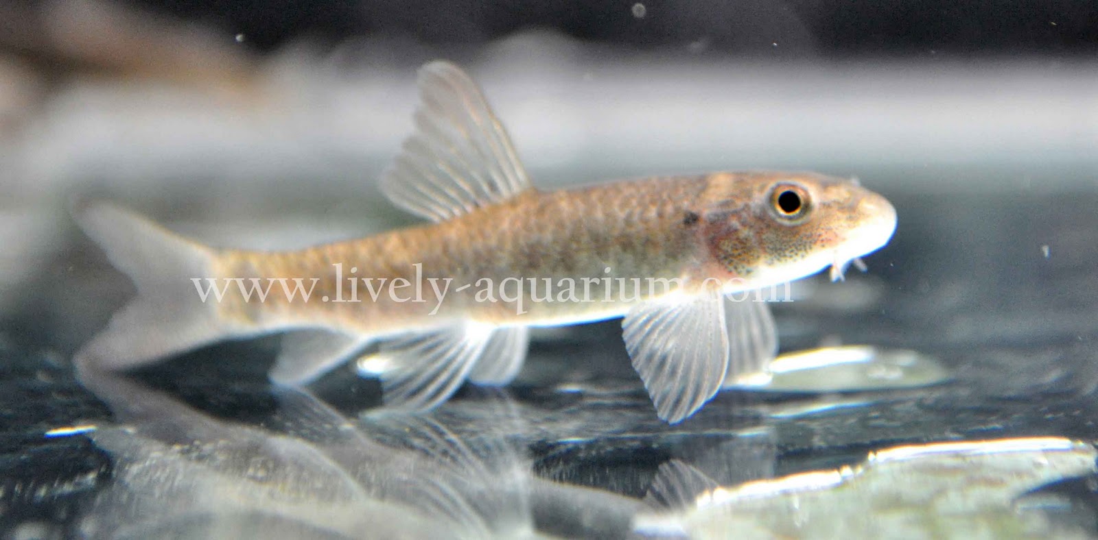 doublea2nk: นางสาว กฤษณา สิมสวัสดิ์