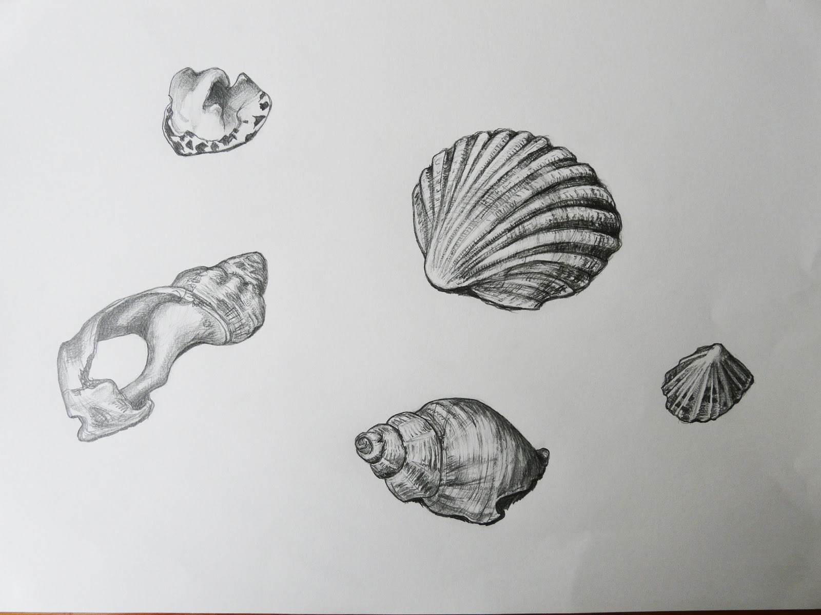 Laura's World: Study of Shells
