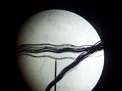 Forensics: History of hair and fiber analysis