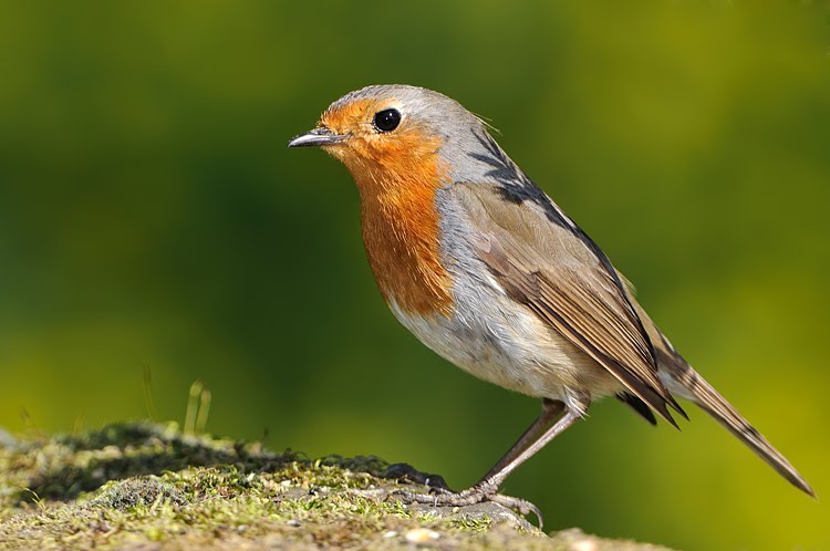Tudo sobre Tudo: Fotografias de aves