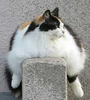 JaseDoesDALLAS: Big Fat Whale