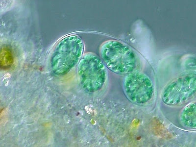 DATOS DE BIOLOGIA 2010: REINO PROTISTA
