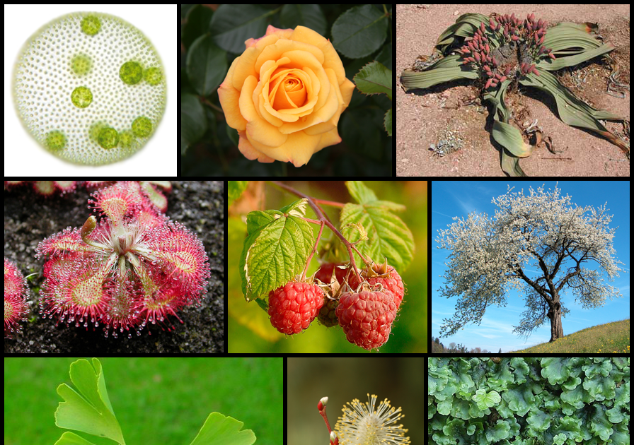 DATOS DE BIOLOGIA 2010: REINO PLANTAE