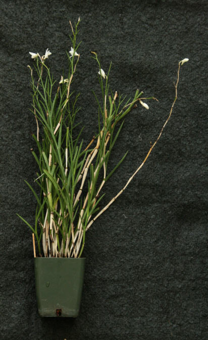 Jolies orchidees: Dendrobium equitans