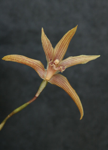 Jolies orchidees: Maxillaria sangay "marion" (pulla x striata)