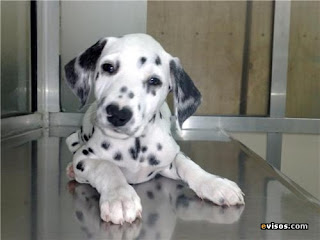 Cachorrilandia: Cachorros de dalmata