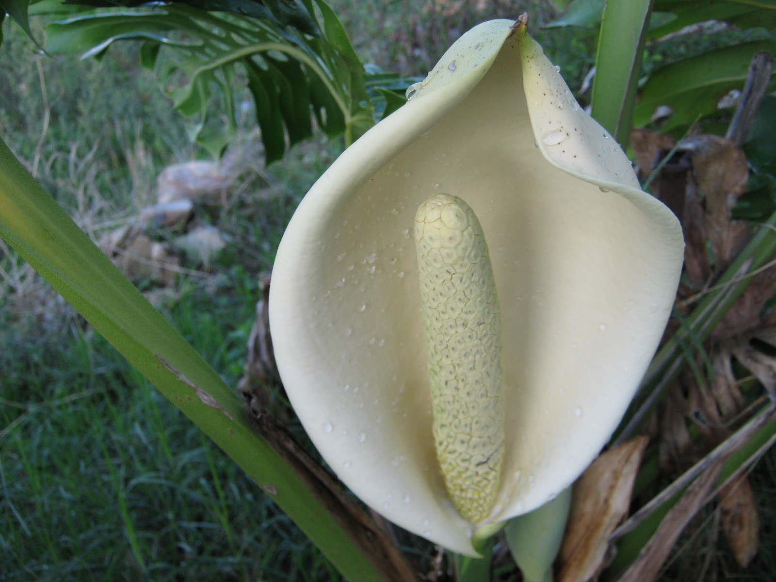 El camino de Valverde: La flor de la costilla de Adán El camino de Valverde: La flor de la costilla de Adán