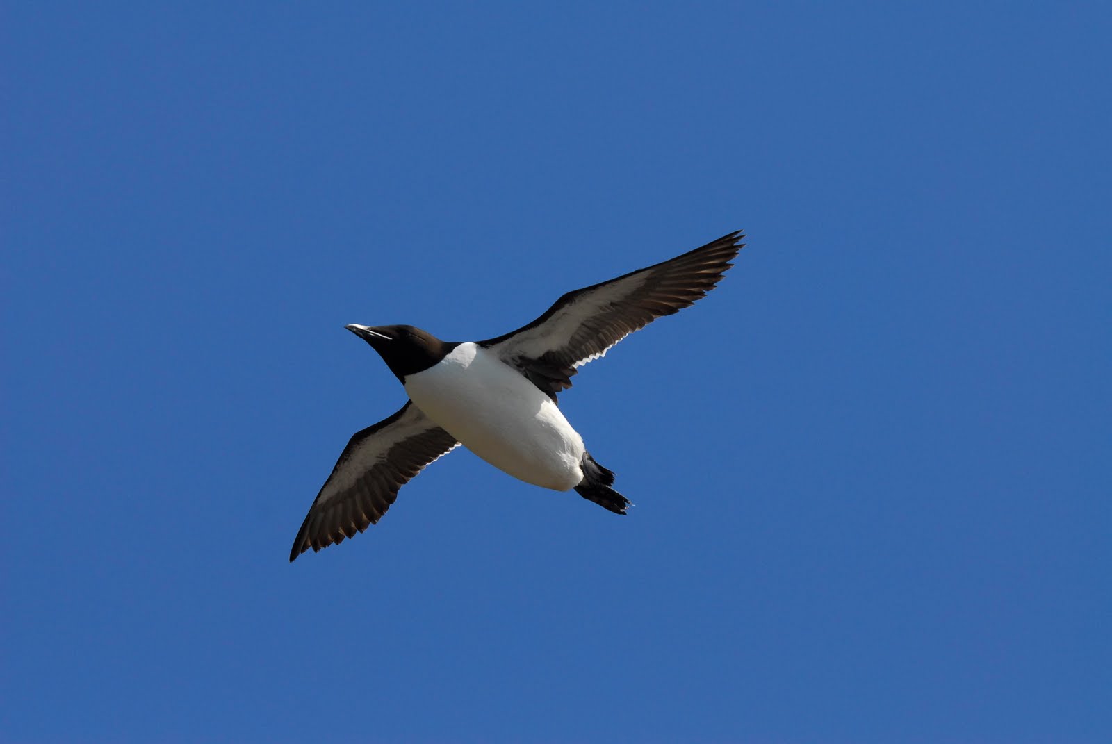 BirdManBob: Murres and Kittiwakes