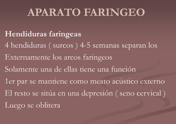 Aparato faringeo