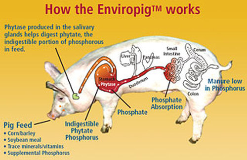 Next Year Country: Enviropigs!