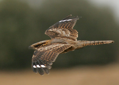 Animales de Yucatán: Aves de Yucatán / El Tapacaminos