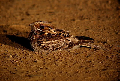 Animales de Yucatán: Aves de Yucatán / El Tapacaminos