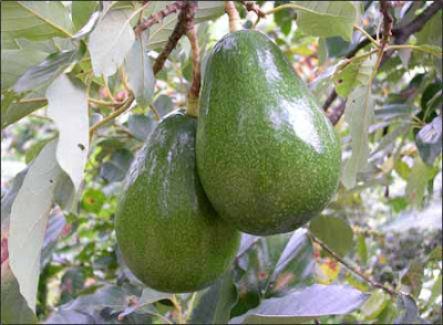 Plantas de Yucatán: Plantas de Yucatán / On Aguacate