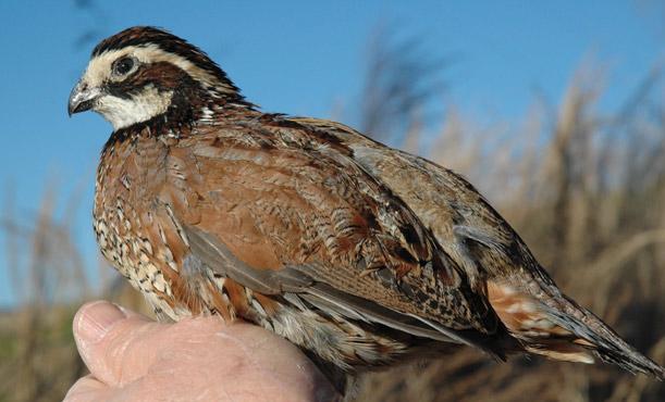 Animales de Yucatán: Aves de Yucatán / Bech Codorniz