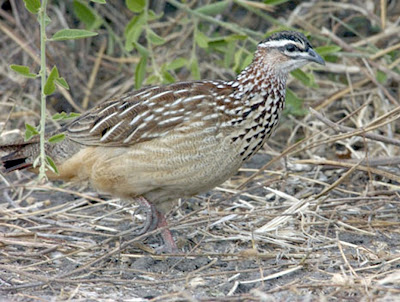 Animales de Yucatán: Aves de Yucatán / Bech Codorniz