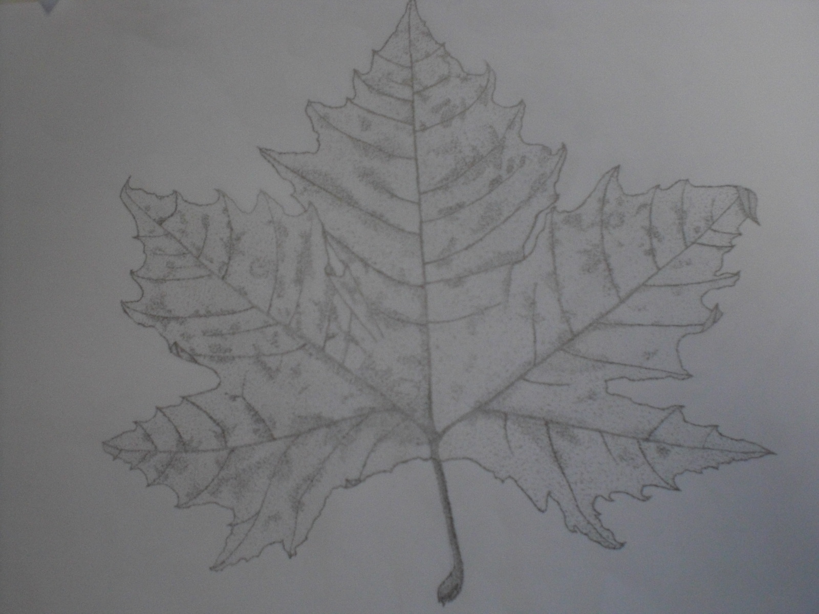 Desenho 10 A1: Representar Formas Naturais