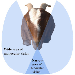 Angie Hoffman Photography: May 2008