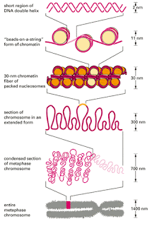 AQSA AP Biology 09-10: DNA packaging
