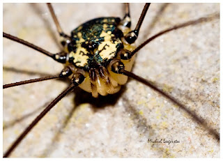 Belevingsfotografie: Spinnen