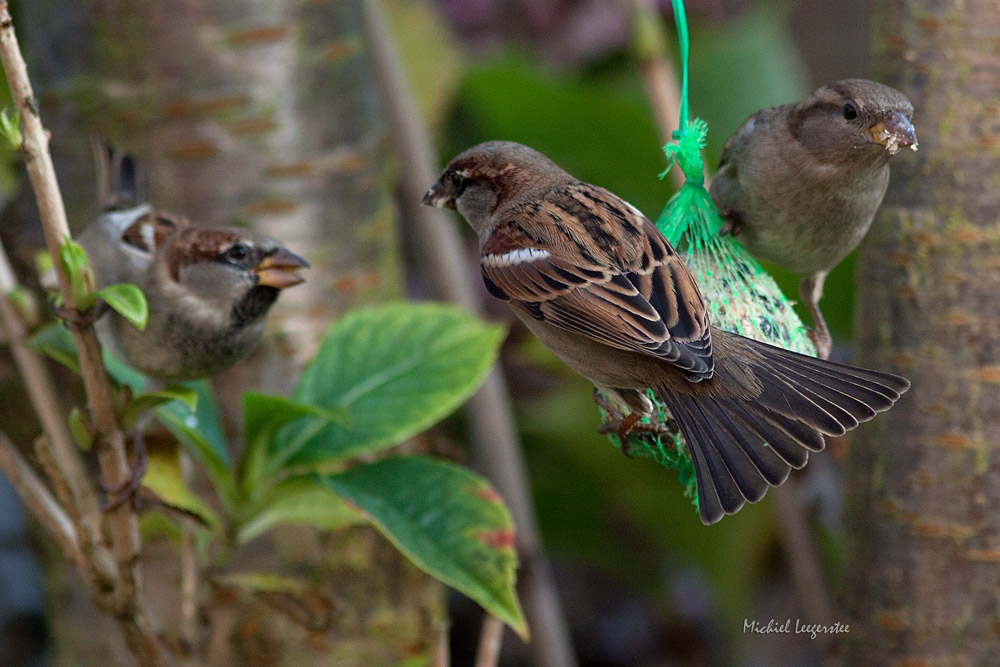 Belevingsfotografie: Mussen / Sparrows