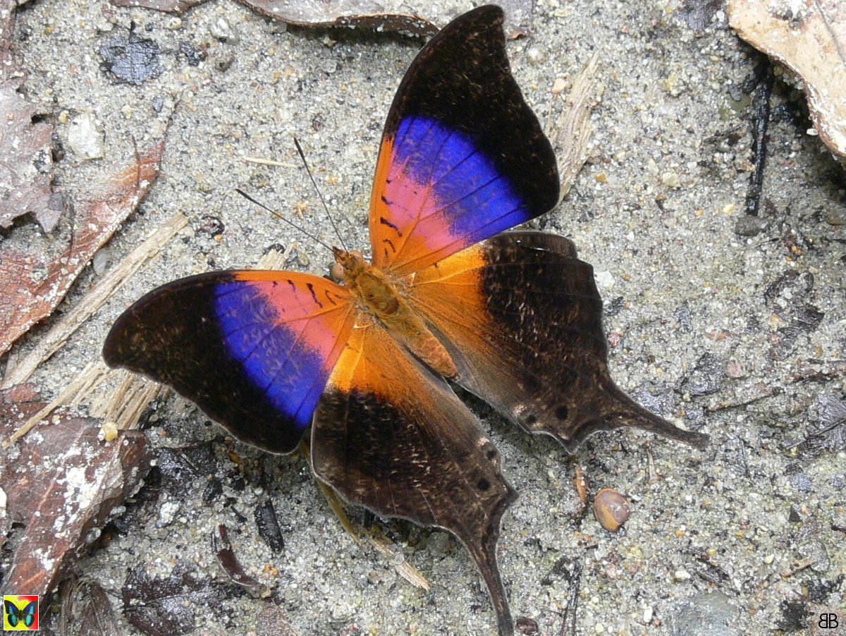 Butterfly photography: Gallery