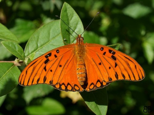 Butterfly photography: Take same individual from different angles