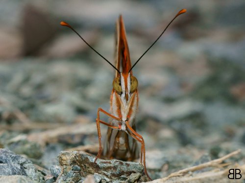 Butterfly photography: Take same individual from different angles