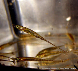 Creative Aquarist: Paradox Fish from Lotsoffish 1